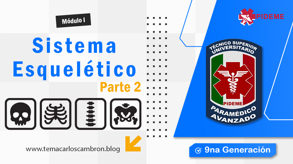 Sistema Esquelético Humano: Esqueleto Axial y Apendicular